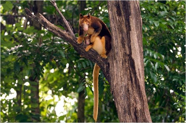 Jornal dos Bichos - Animal em Fatos, vídeos e fotos: Dingiso, um ...
