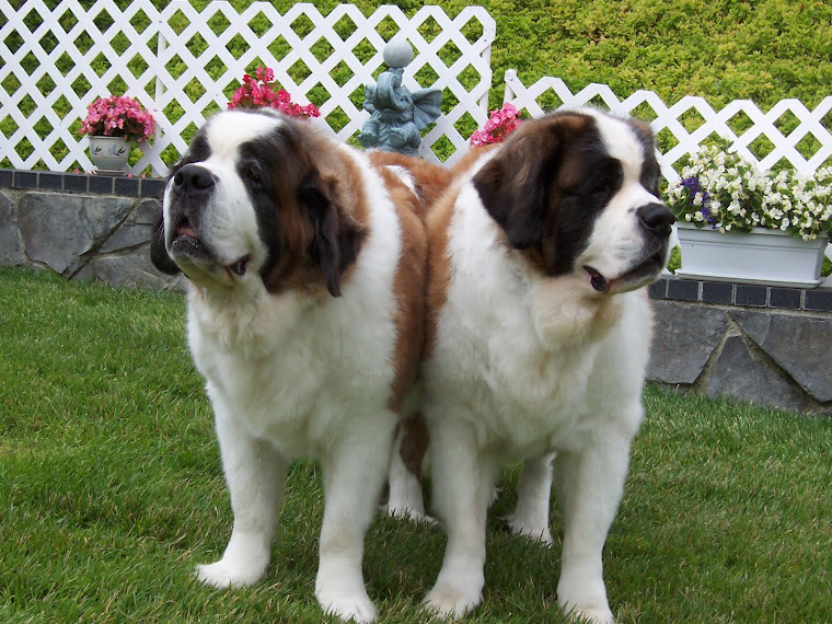 Saint Bernards 'R Special: RESCUE ORGS