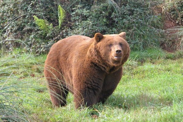 Animales: El Oso | Colegio El Haya Tercer Ciclo