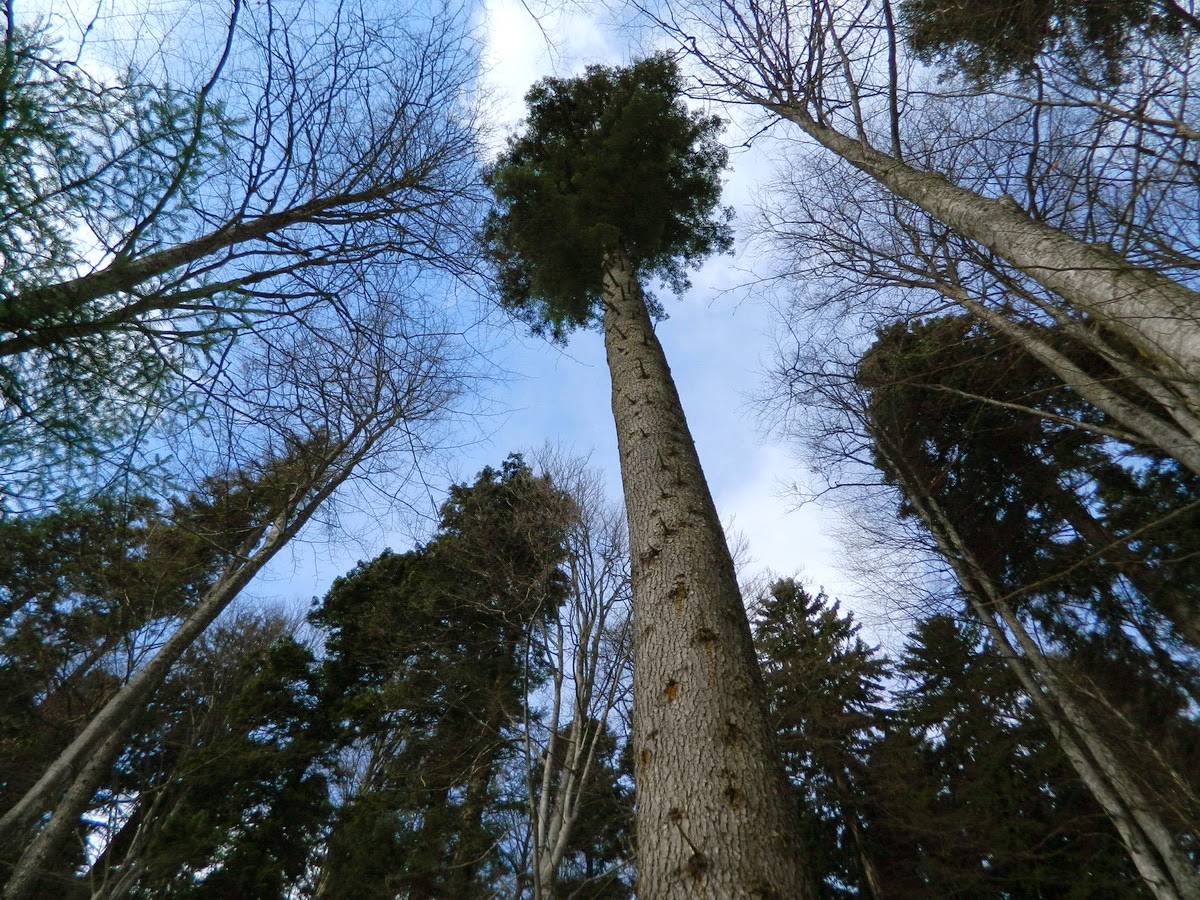 LA MULTI ANI, ROMANIA!: Copaci inalti si drepti la munte