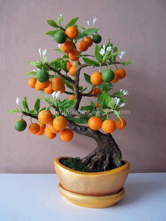 Tanaman Bonsai Buah ~ Kumpulan Gambar Lucu dan Unik