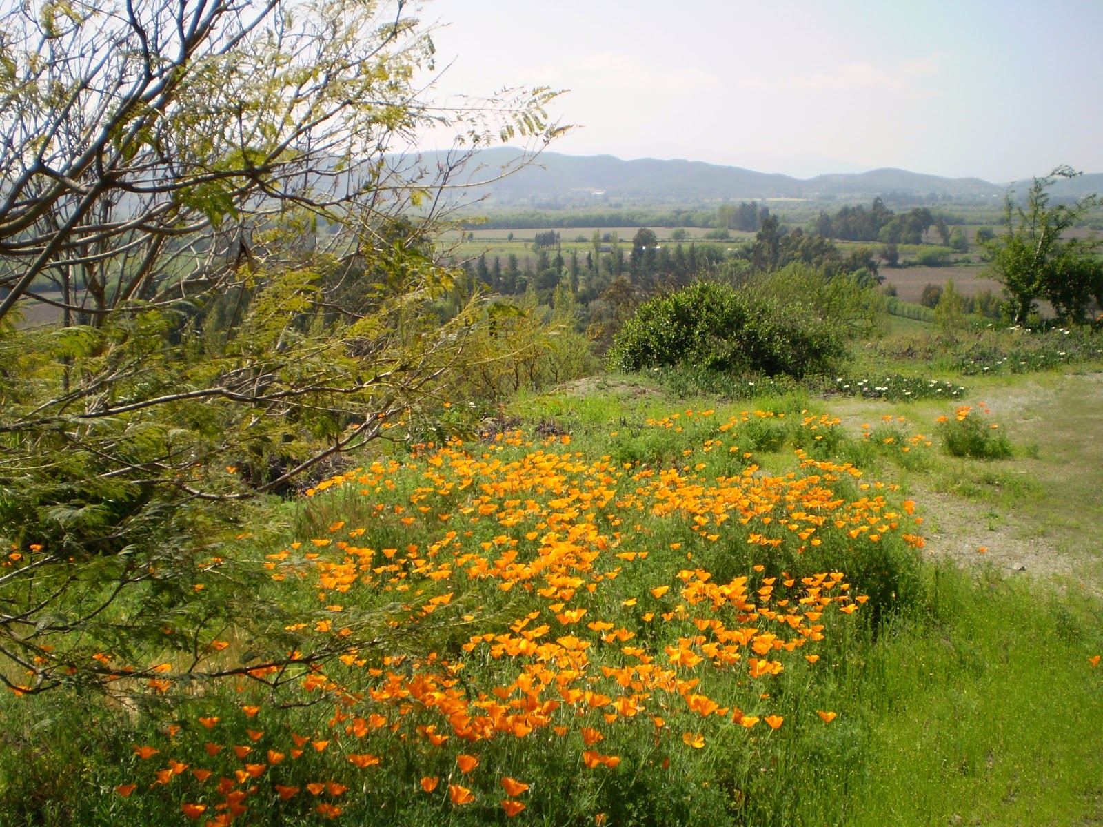 Fernando Ruz: Primavera en Chile