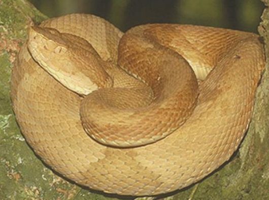 Phantoms and Monsters - Real Eyewitness Cryptid Encounter Reports