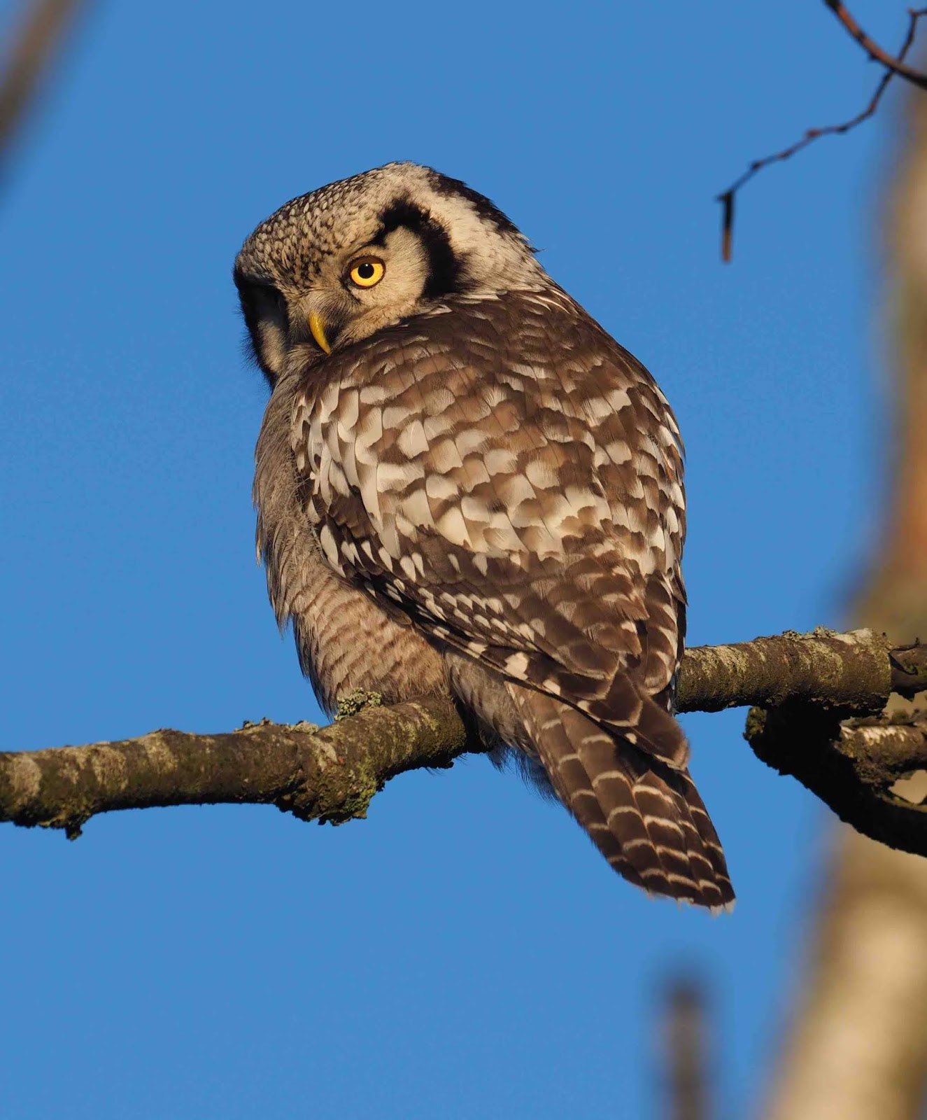 Birding Benstead: hawk-owl