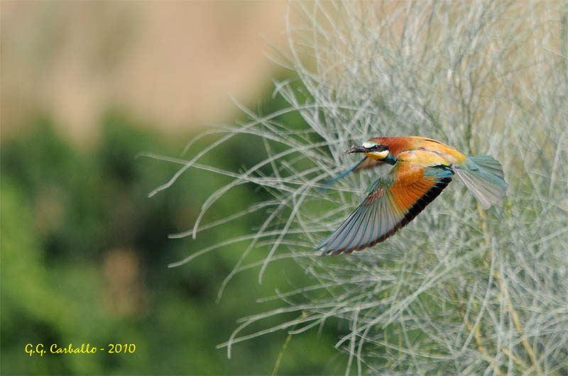 NATU-FOTO: ABEJARUCOS