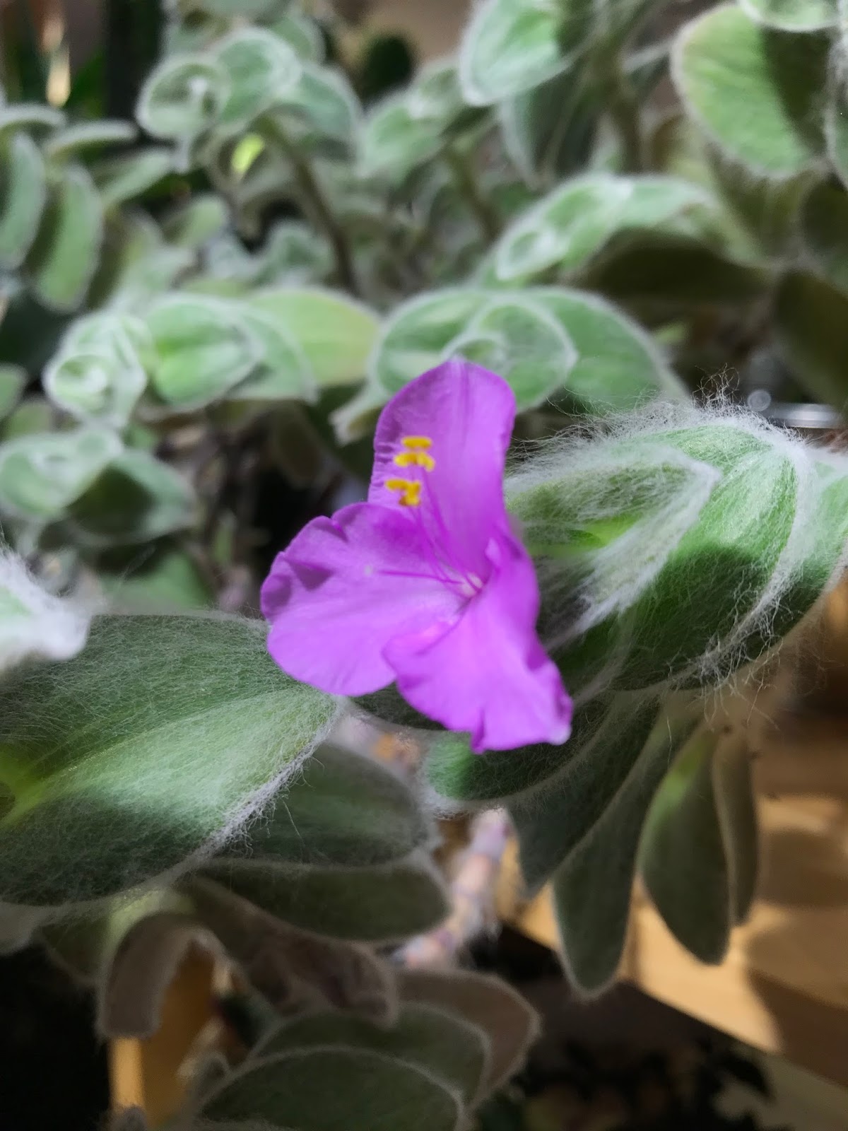 Fleuriste Isabelle Feuvrier: Une "misère" en fleurs...