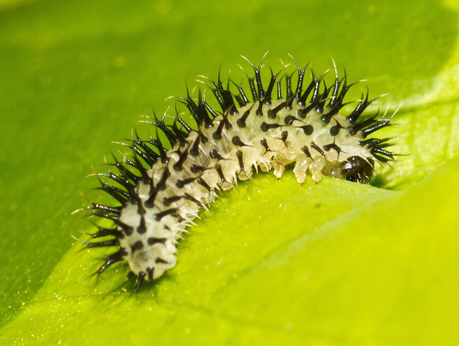 Focus On Wildlife: Sawflies
