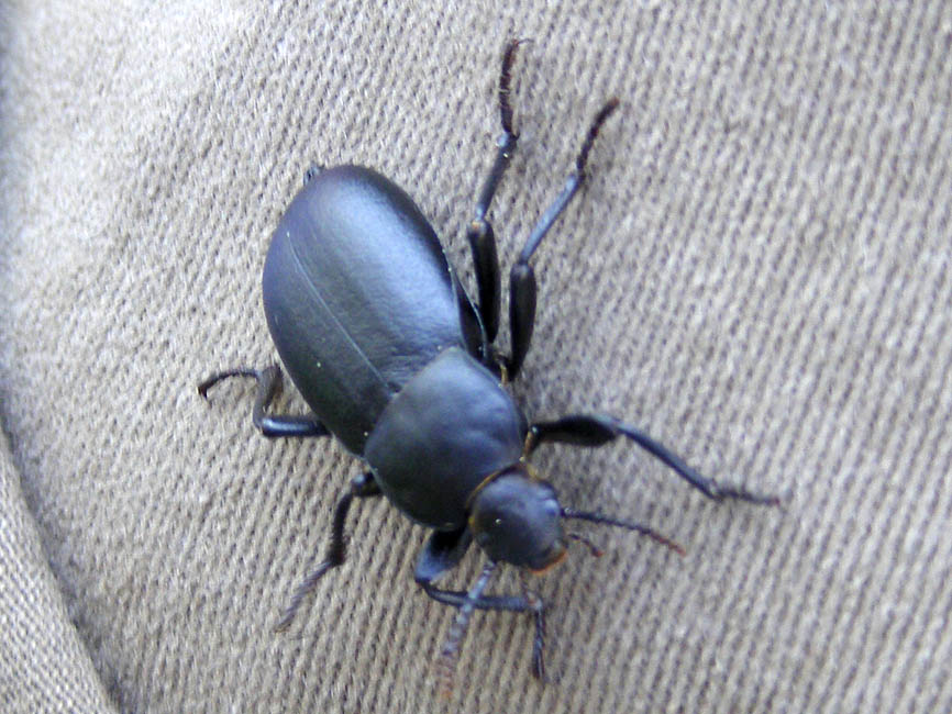 Loire Valley Nature: Churchyard Beetle - Blaps mucronata