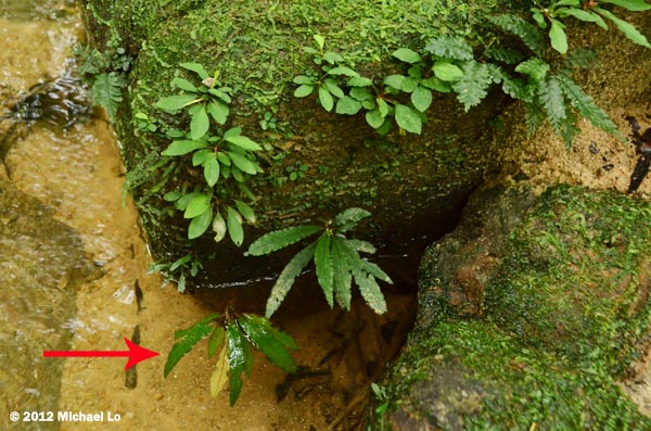 The rainforests of Borneo & Southeast Asia: semi aquatic plants from ...