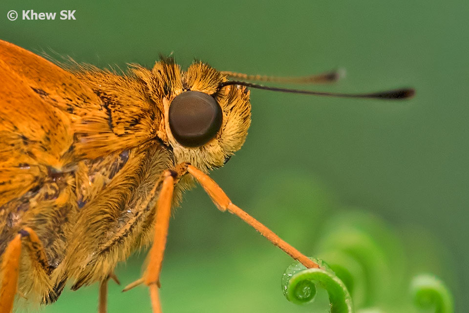 Butterflies of Singapore: The Butterfly Labial Palps