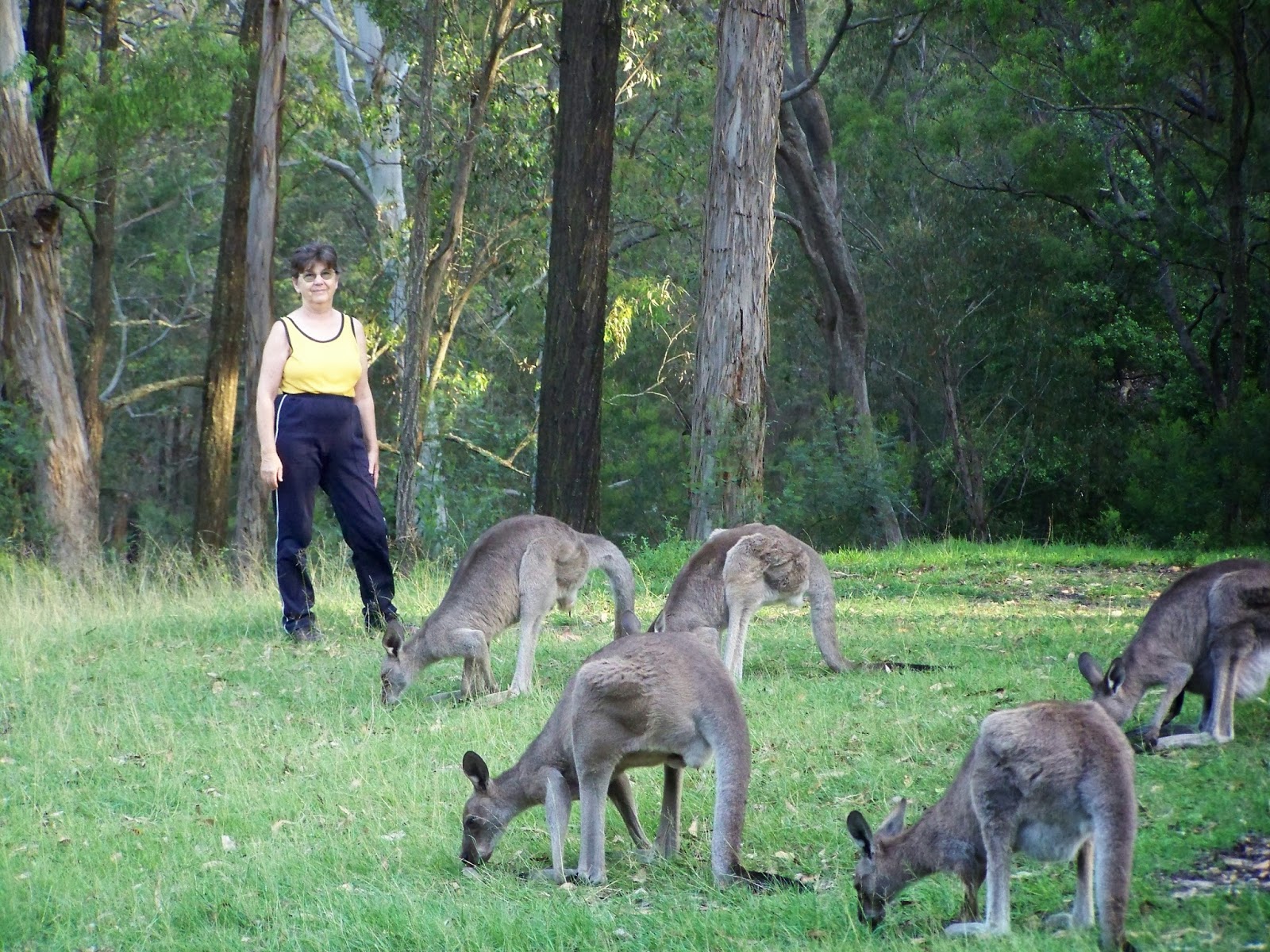 Warrimoo History: November 2013