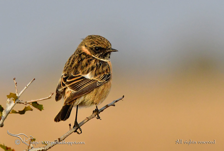 WILDLIFE GATEWAY: Tariers pâtres