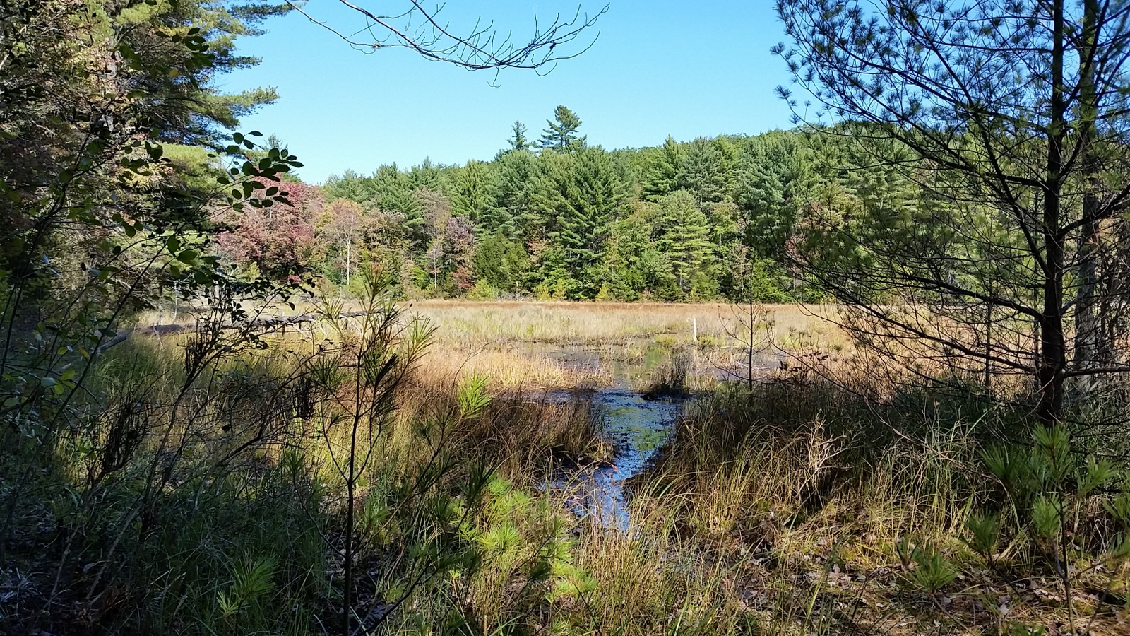 Along the NET-Cohos: NH M-M Section 19b-20a Greenwood Road to Widow ...