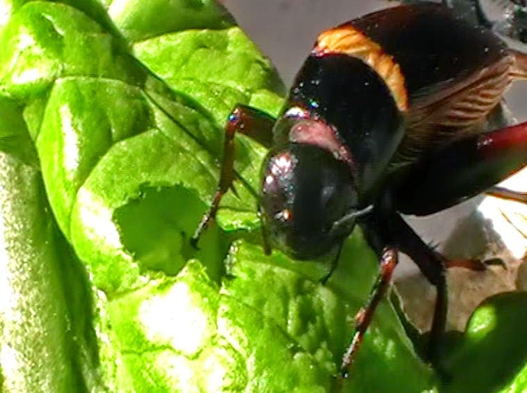 Los grillos: La alimentación del grillo