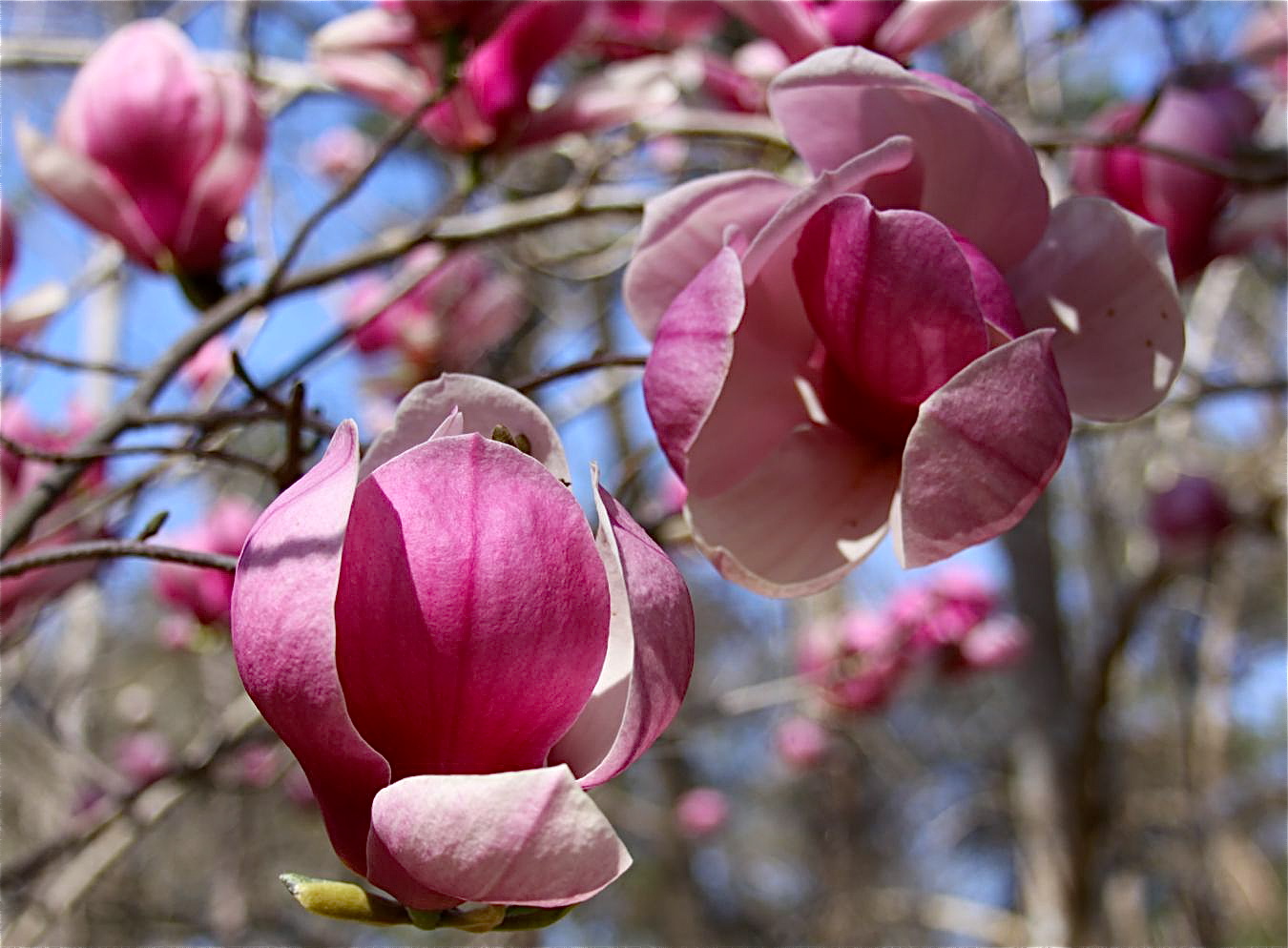 Sweet Southern Days: Japanese Magnolia Blossoms