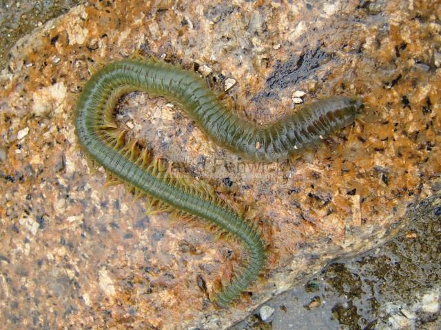 Ben S s Blog Segmented Worms ben-s-s-blog-segmented-worms