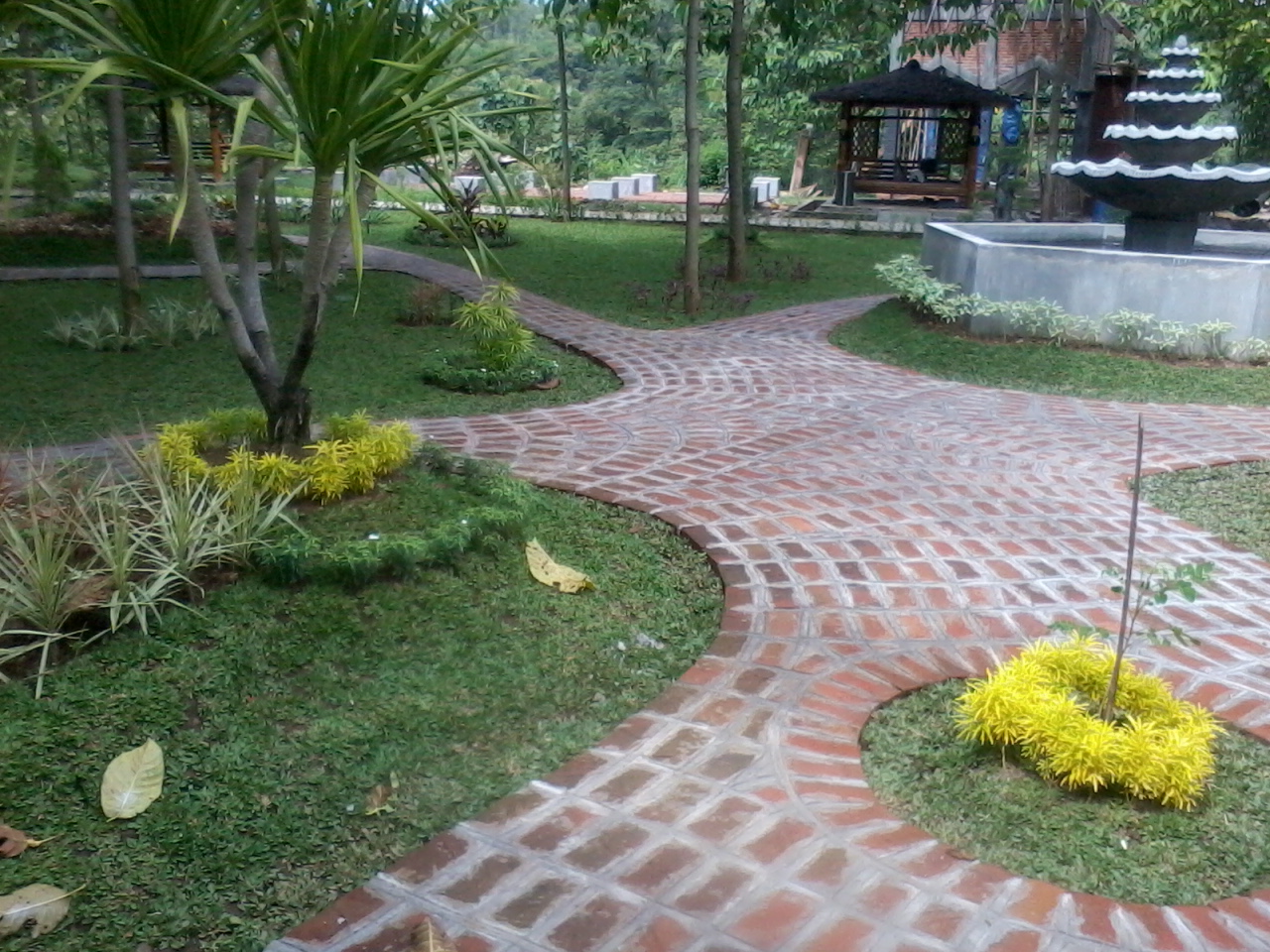 Harga rumput gajah mini, jepang, swiss, golf, lamuran, manila Oktober ...