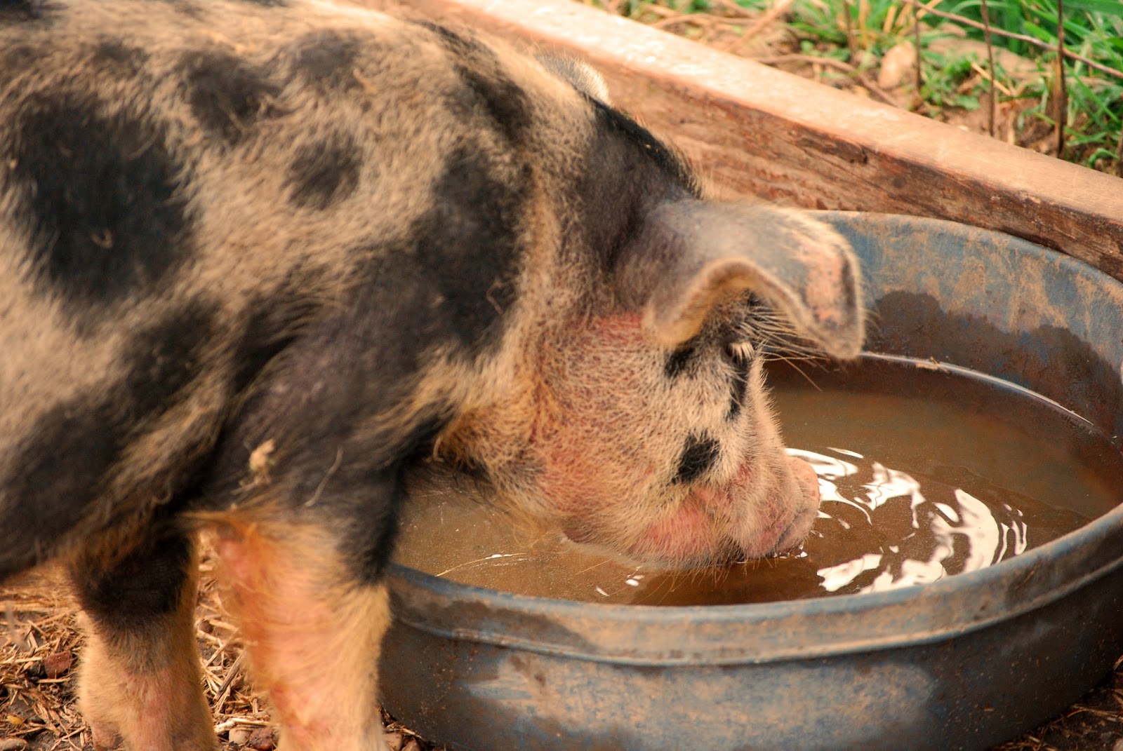 CJO Photo: Pigs