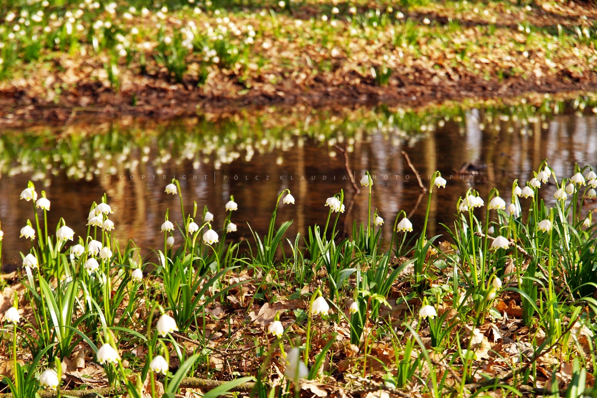 Pölcz Klaudia - kisklau: Tőzike tanösvény