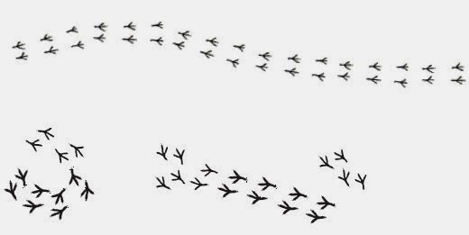 Kdopak to chodí po zahradě? Aneb stopy ve sněhu. | Vysněná zahrada