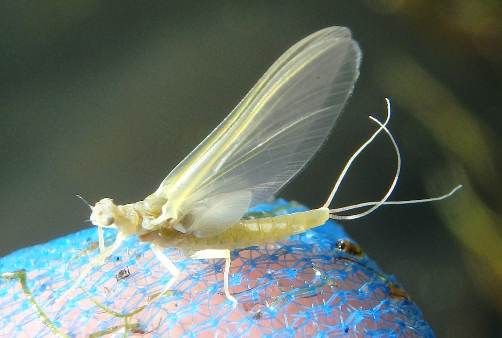 Mountains, Rivers, & Trout: October Summary: Fall Baetis Hatch (& Some ...