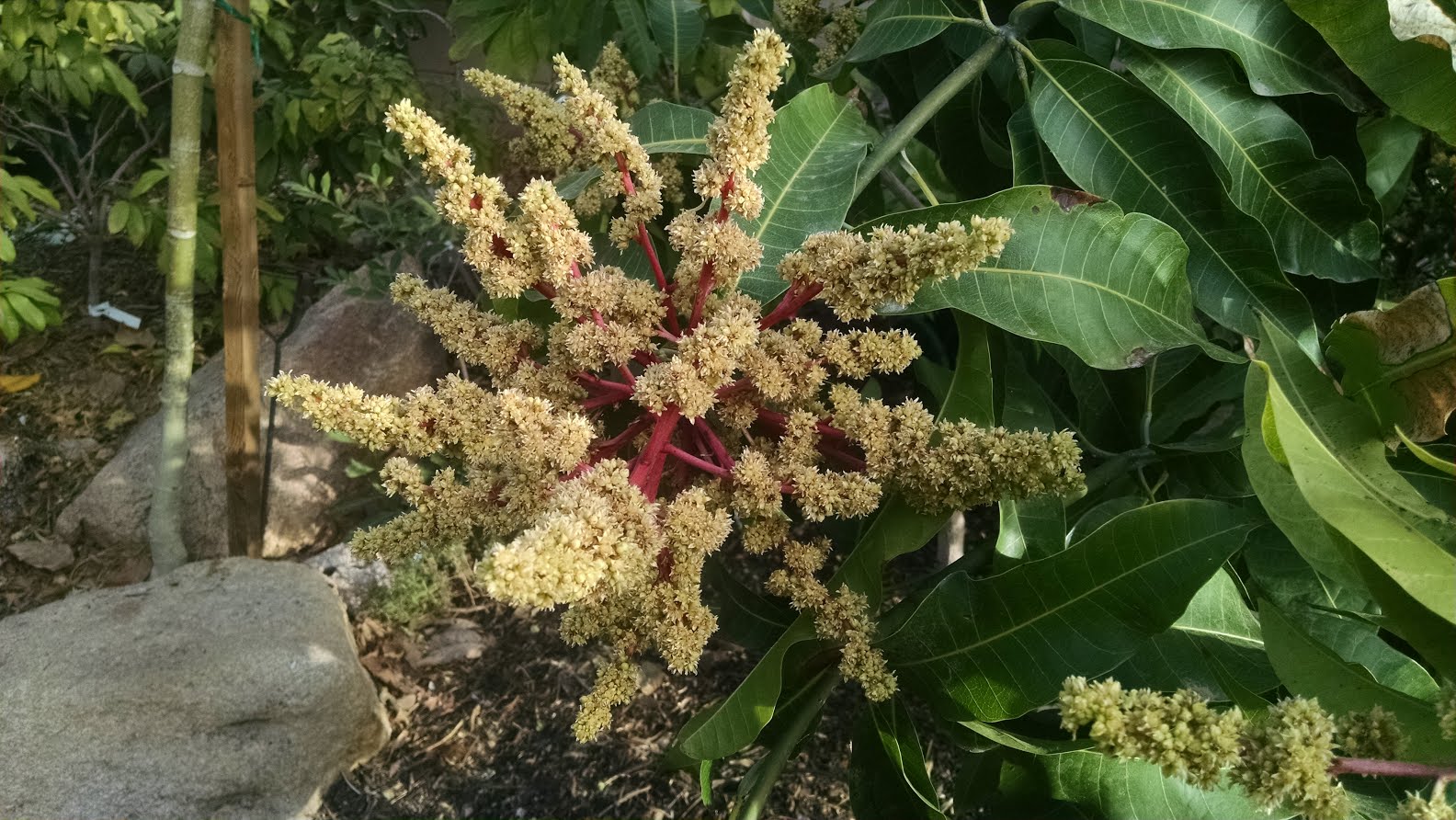 Desert Valley Orchard: Sunrise Mango