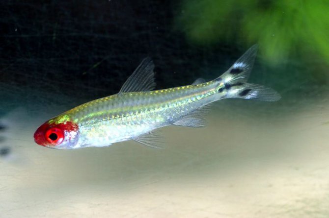 Aquarium Fish: Rummy Nose Tetra