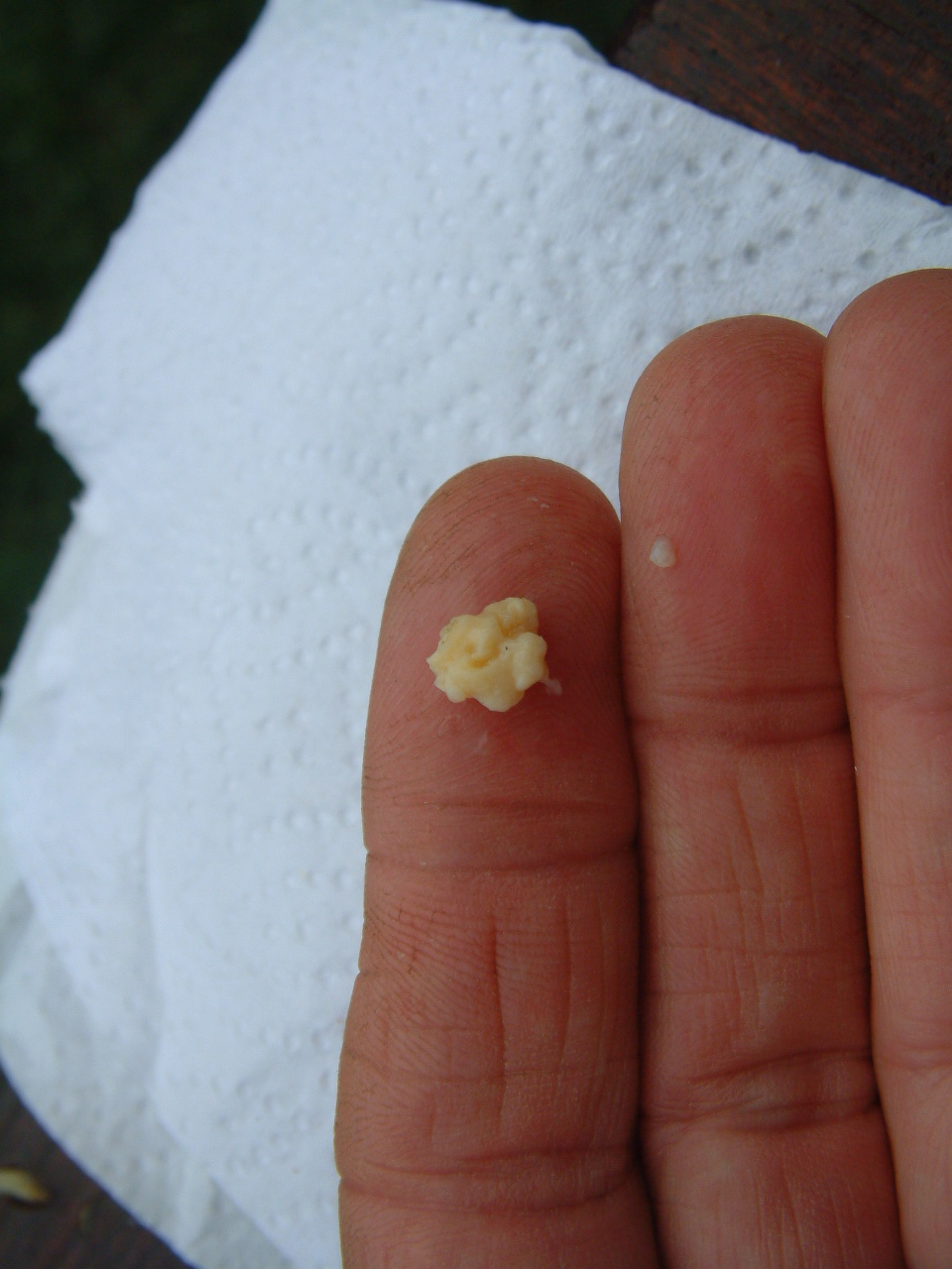 My Doves: An unexpected blog - October notes - mainly Tigerlily