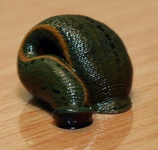 Ternak: Cara Beternak Lintah