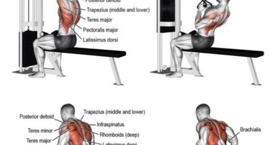 Full Back workout routine ~ Fitnessourcetips
