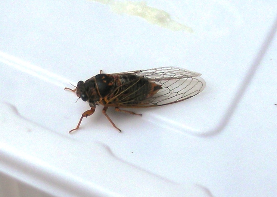 Laure's Gardens: Strange Buzzing Bugs of Summer