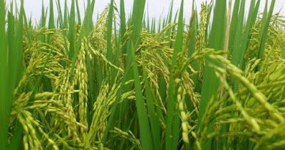 Khasiat dan manfaat merang padi - Manfaat Daun