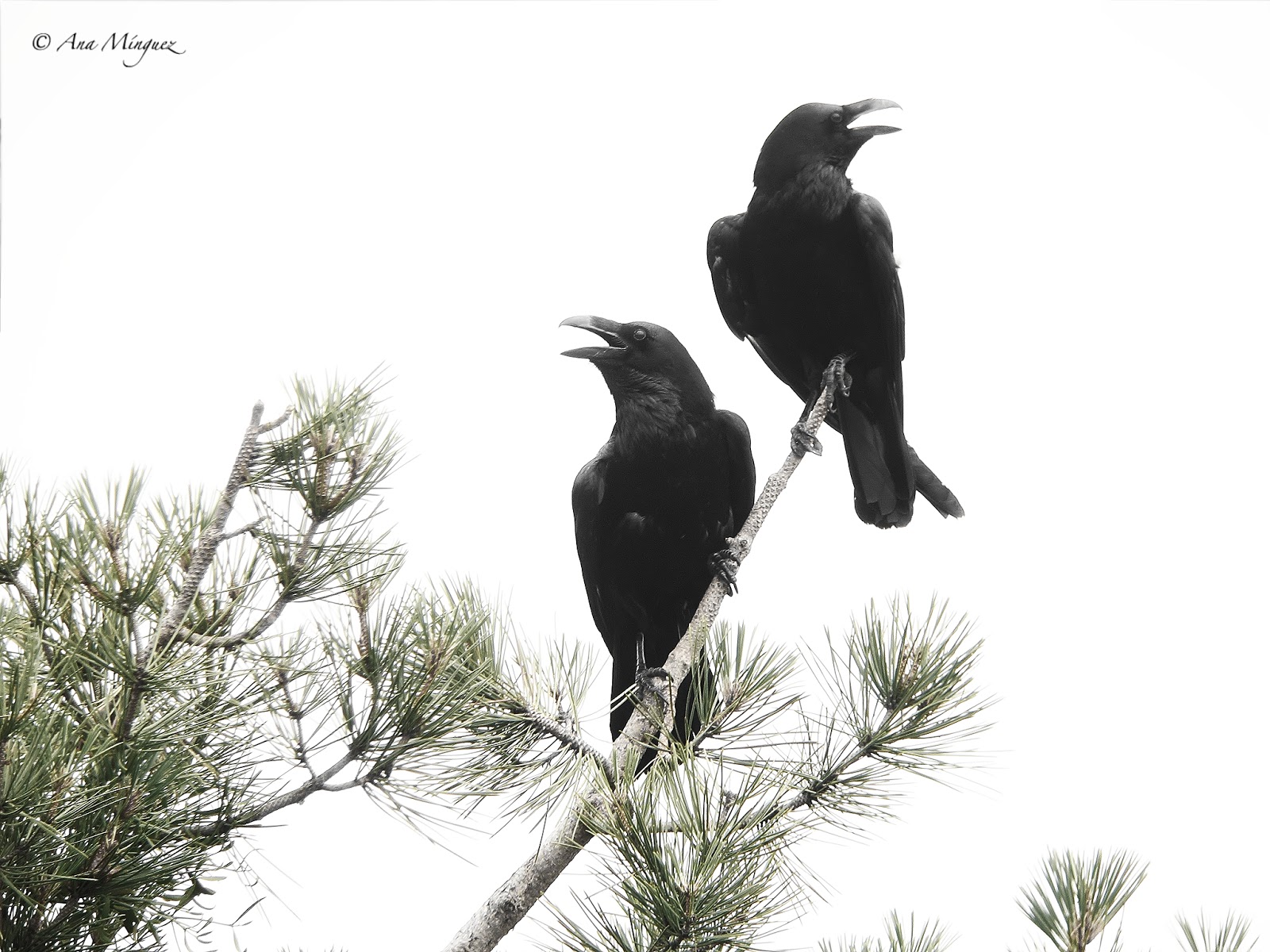 NATURANAFOTOS: Cuervo