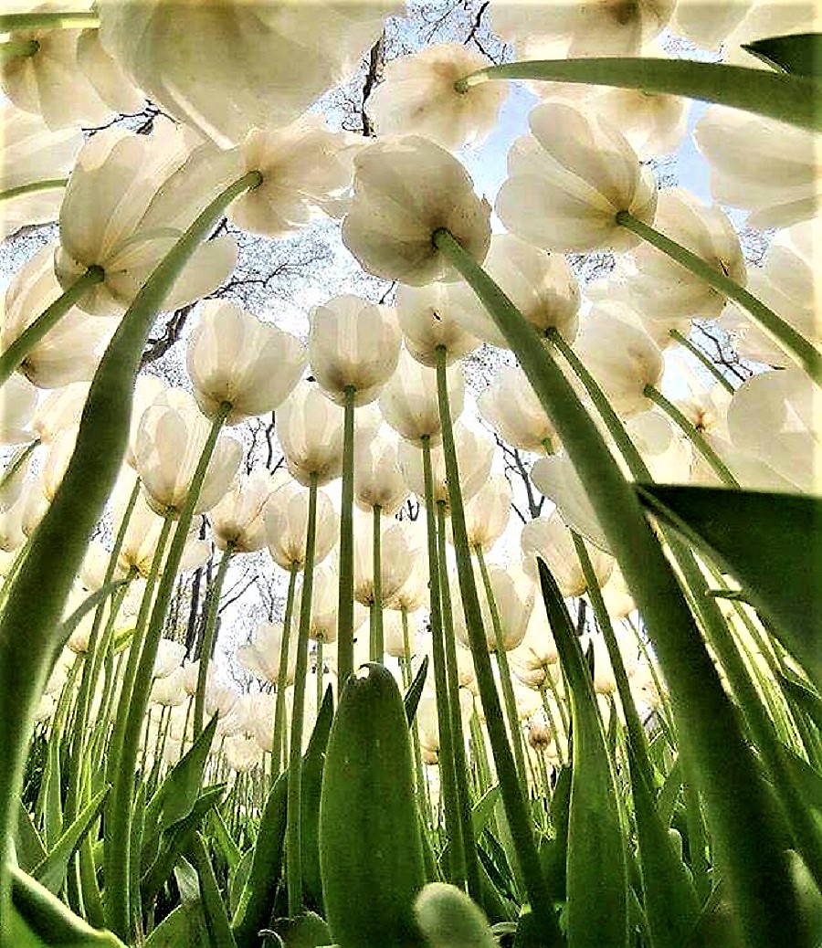 Colonial & Early American Gardens: A Bug's Perspective