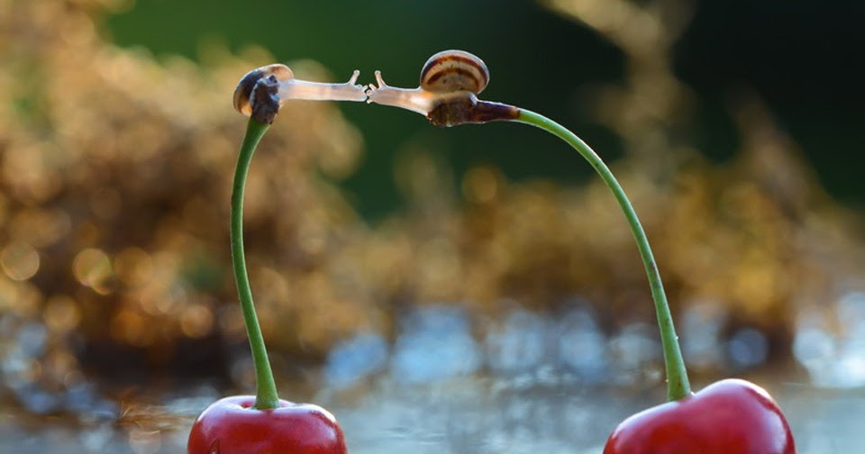 daily timewaster: Snail Bite