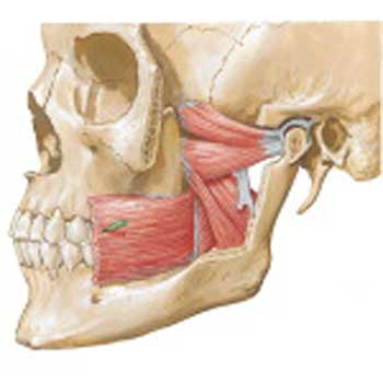 HU TU TU: muscles of mastication