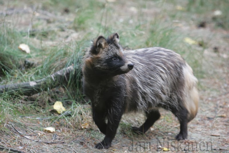 Tuikku & Ledi: Supikoira Ledi