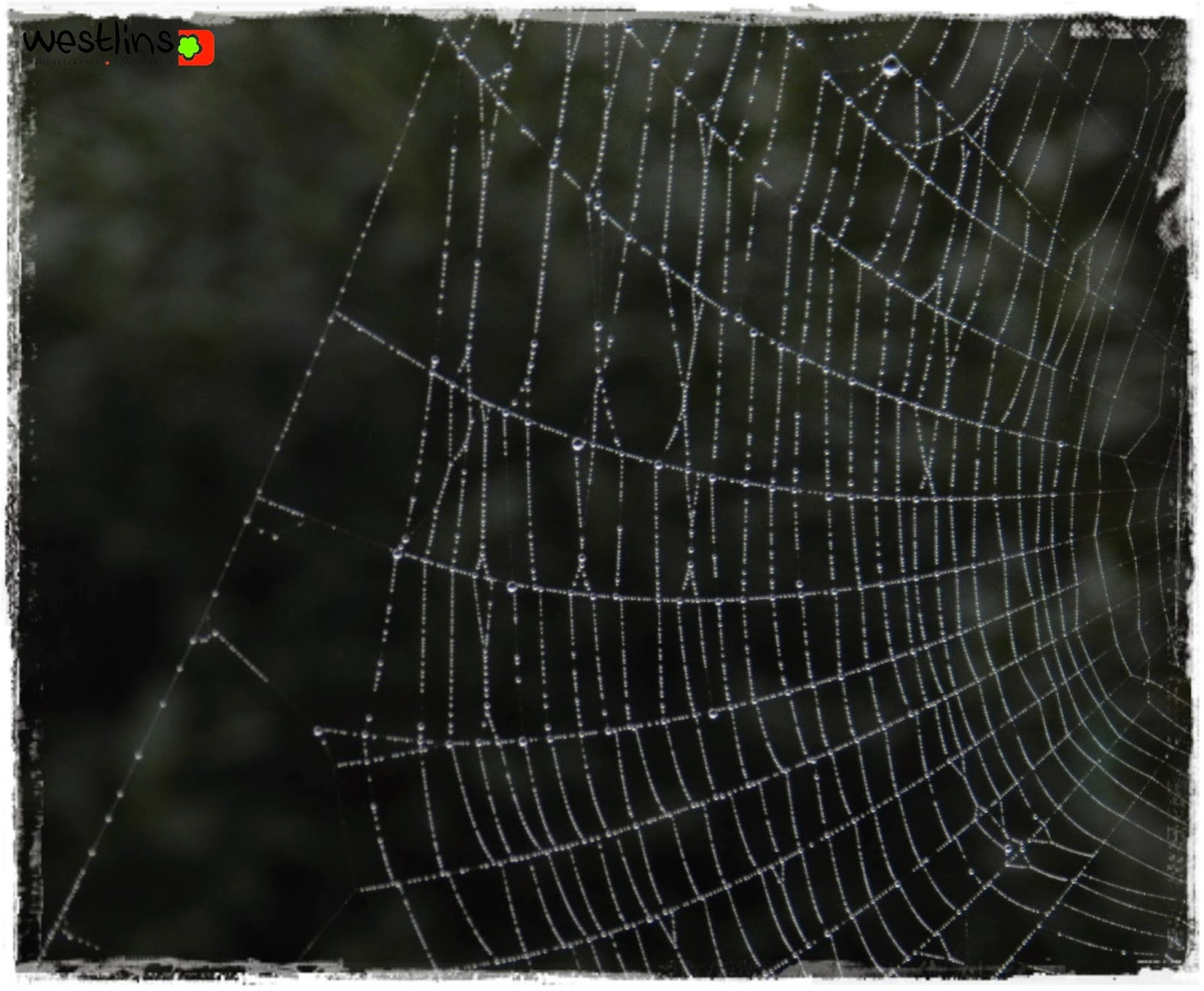 Westlins: ULM ... die Hauptstadt des Nebelreiches!