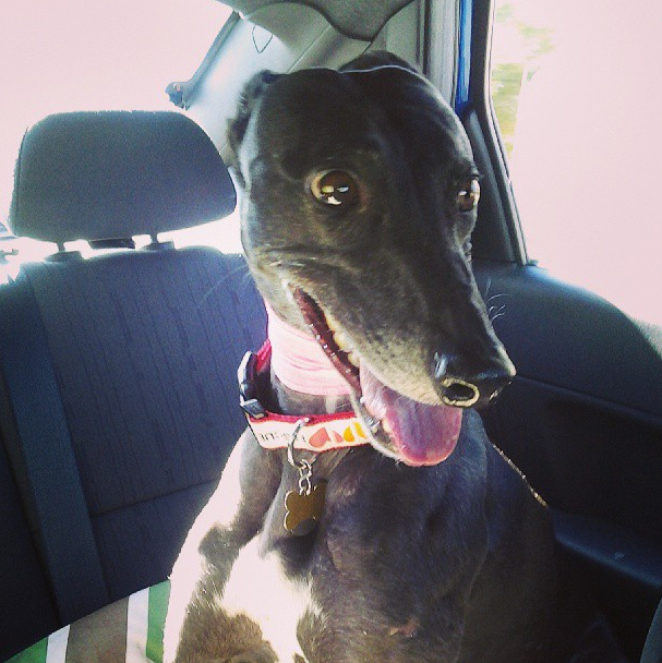 The Greyhound Adventure
