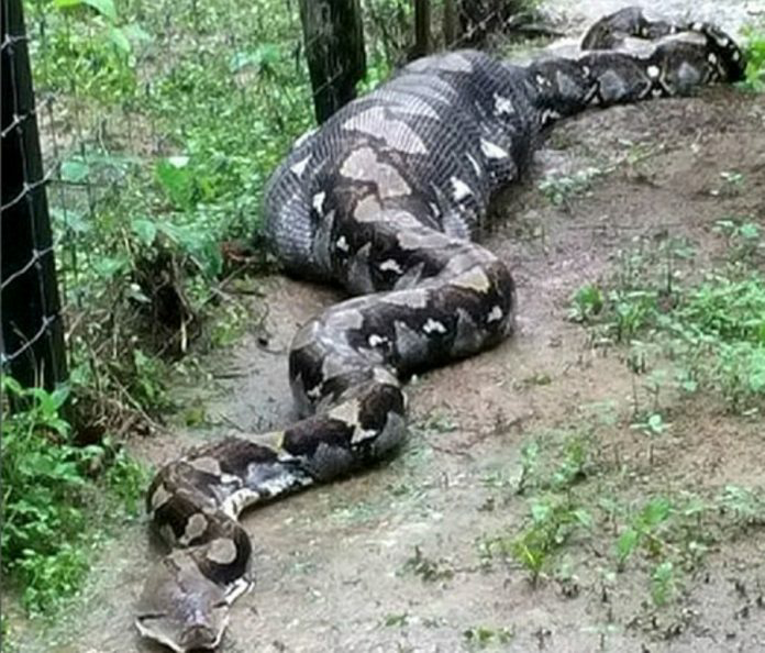Anaconda swallowed a person alive! Did You Know What happen next ...