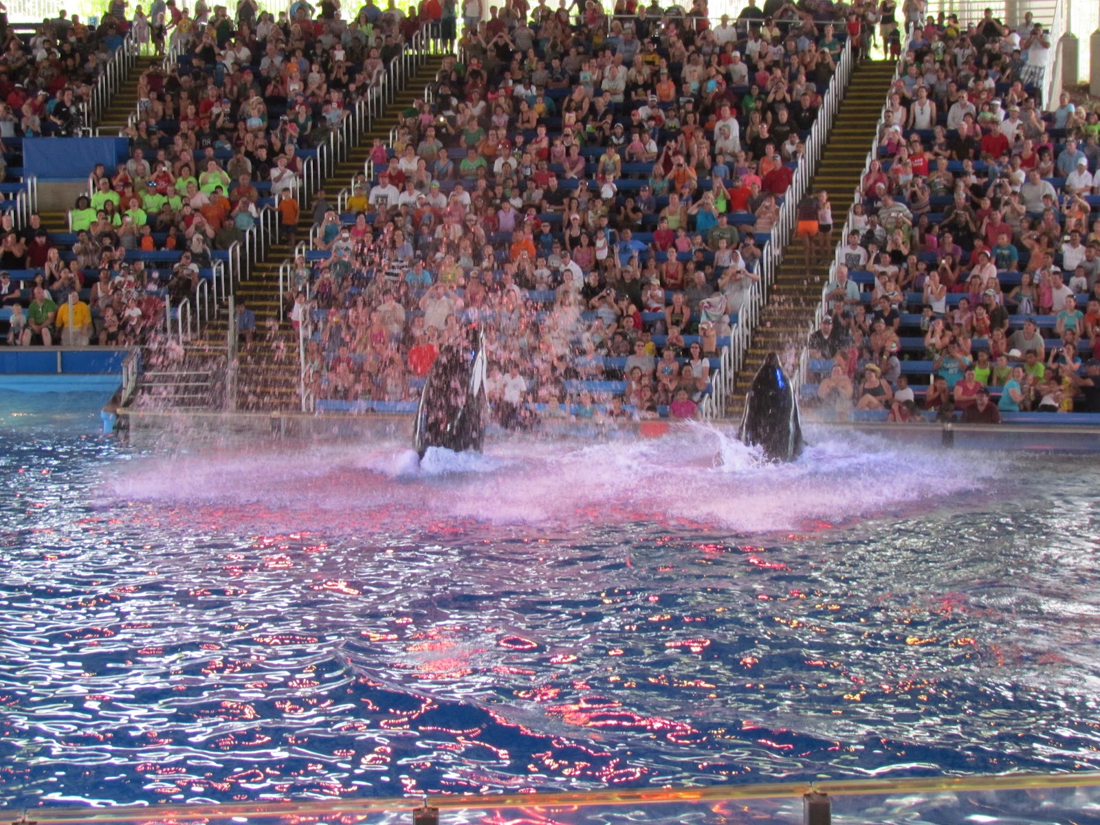 The Nelsons: Sea World - Shamu