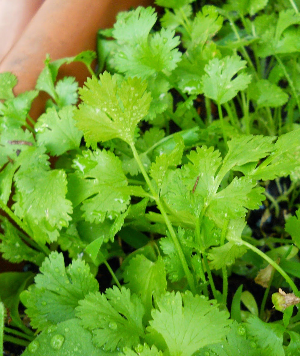 Plantas para hombres: Coriandrum sativum, cilantro