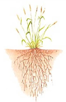 Bagian Utama Tumbuhan dan Fungsinya | Pendidikan Kurikulum