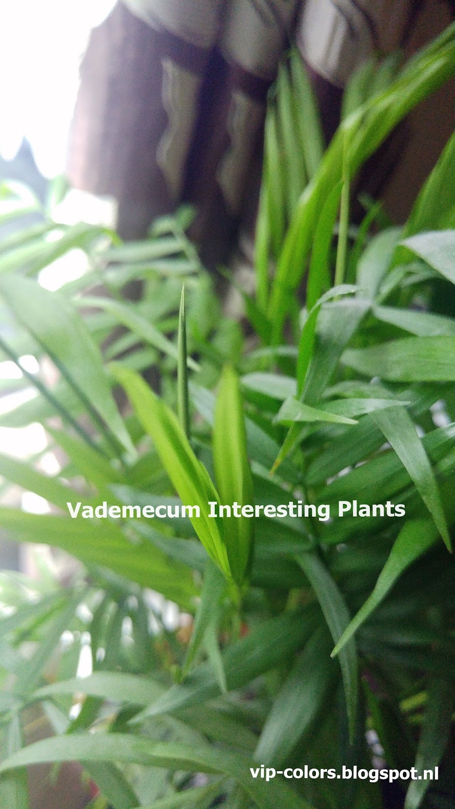 Vademecum Interesting Plants: Chamaedorea elegans - Chamedora wytworna ...