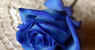 Der Políngano.com: La leyenda de la rosa azul (Cuento chino)
