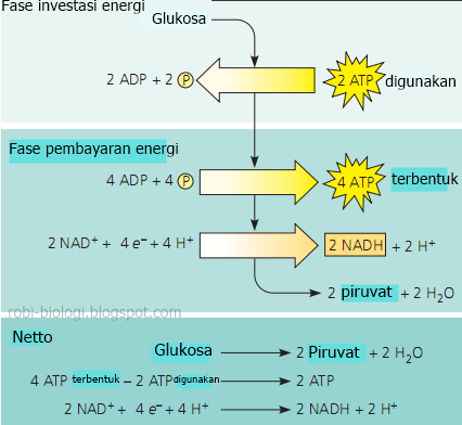 GLIKOLISIS - BELAJAR BIOLOGI