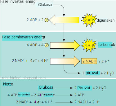 GLIKOLISIS - BELAJAR BIOLOGI