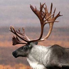 Universo Animal: ¿Dónde vive el mayor rebaño de caribúes?