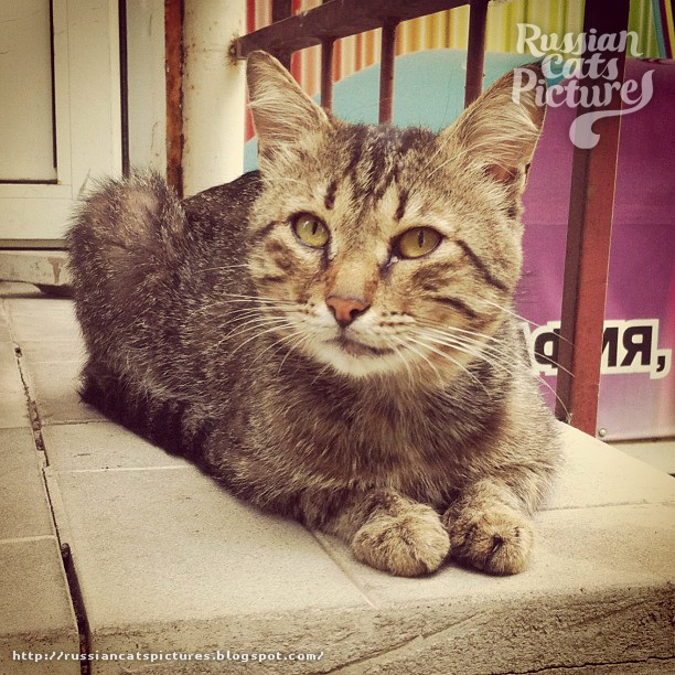 Sad Instacats — Russian Cats Pictures