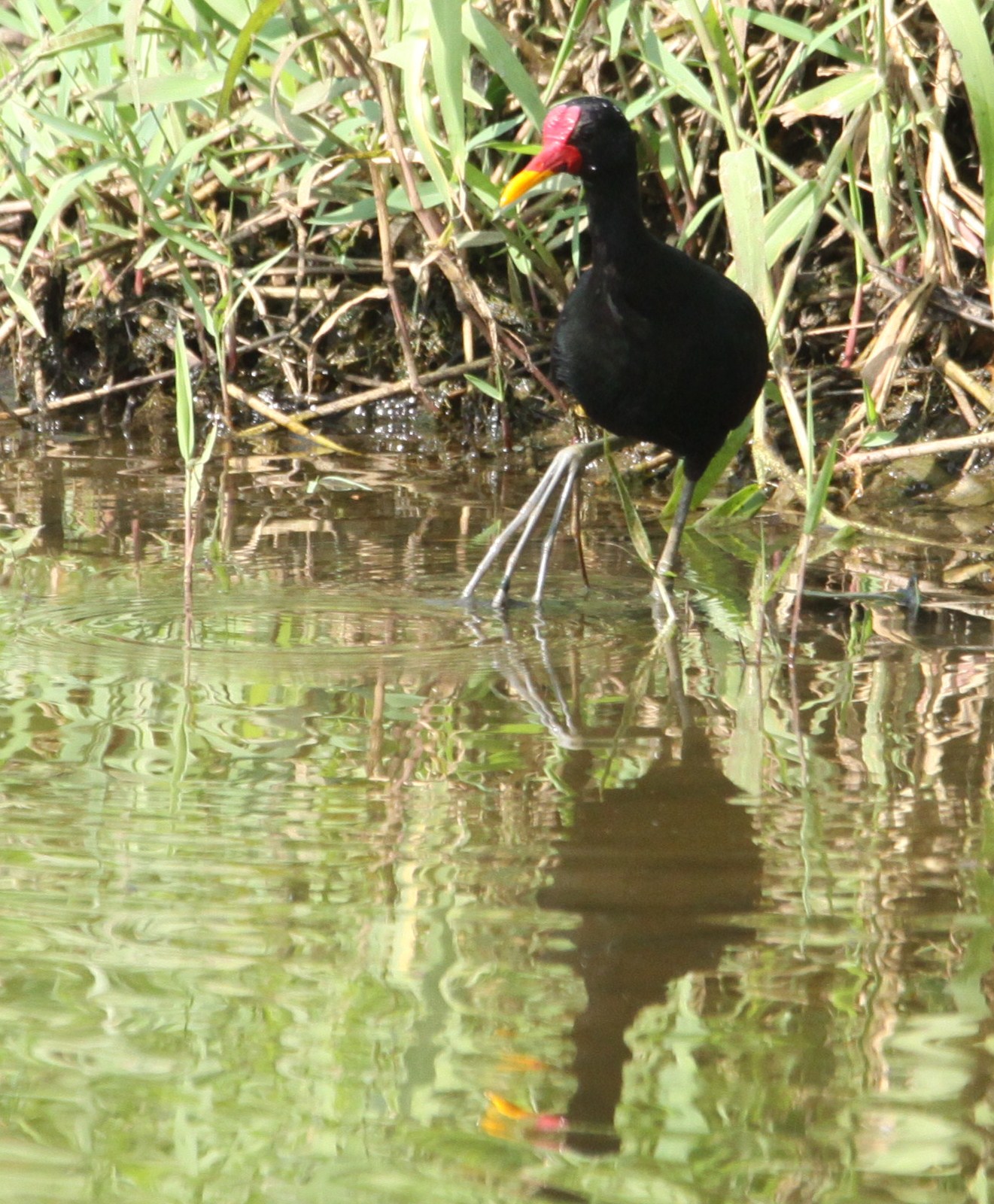 The Bagsy Blog: La Quimba, Darien, Panama